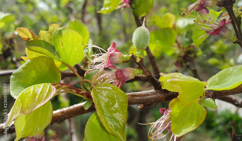 Apricot tree at the petal falling stage, this stage, sometimes, is ...
