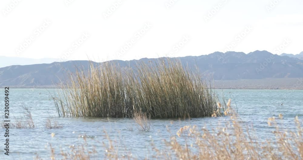 rushes at lake at sunset moving with the wind. Background of ducks ...