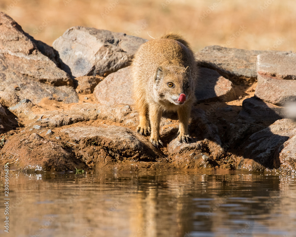 Water Mongoose