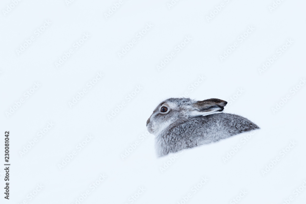 Picture show a wild mountain hare sitting on snow in the Scottish ...