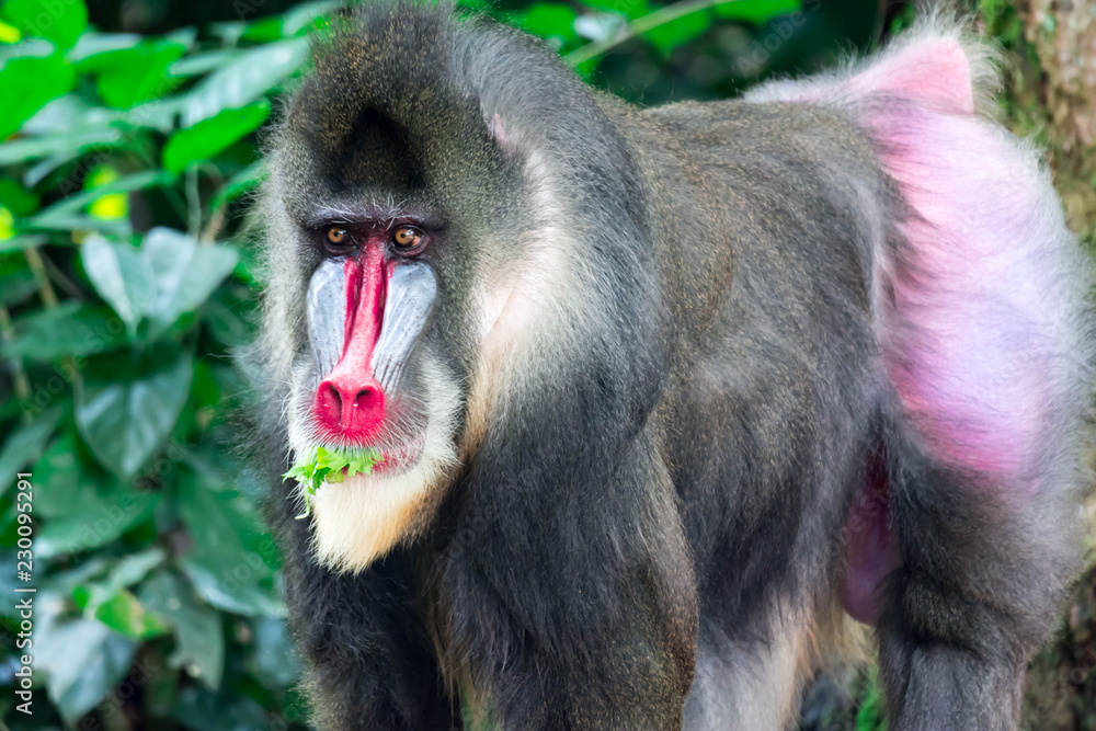 Mandrill Baboon
