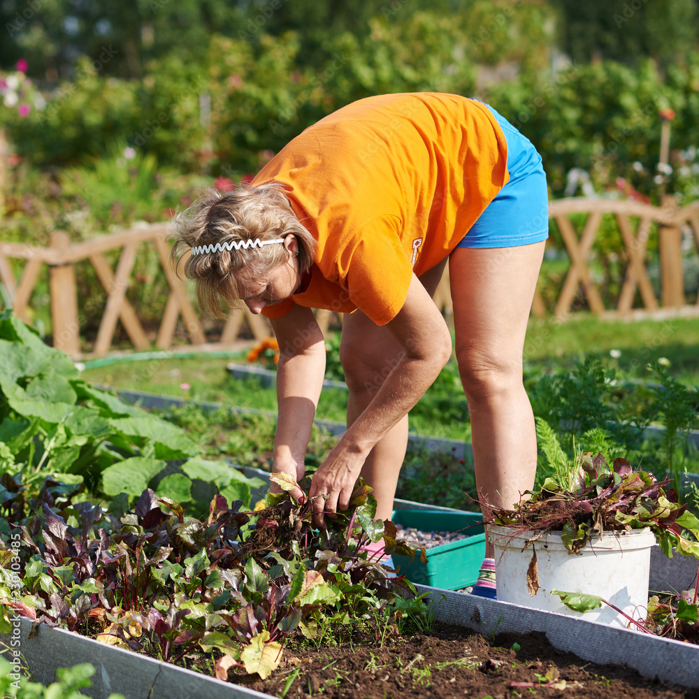 Woman is weeding plants in her countryside garden. She is cultivating a ...