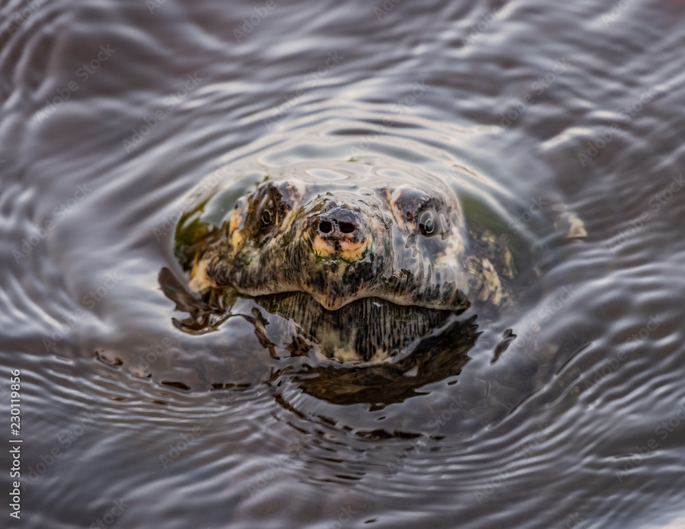 Water Ripples As Snapping Turtle Breaks The Surface Stock Photo | Adobe ...