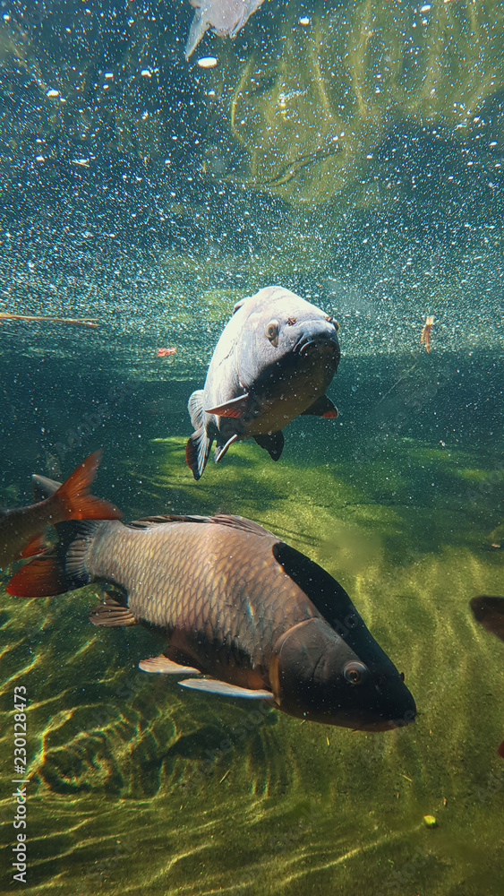 Freshwater Fish Underwater