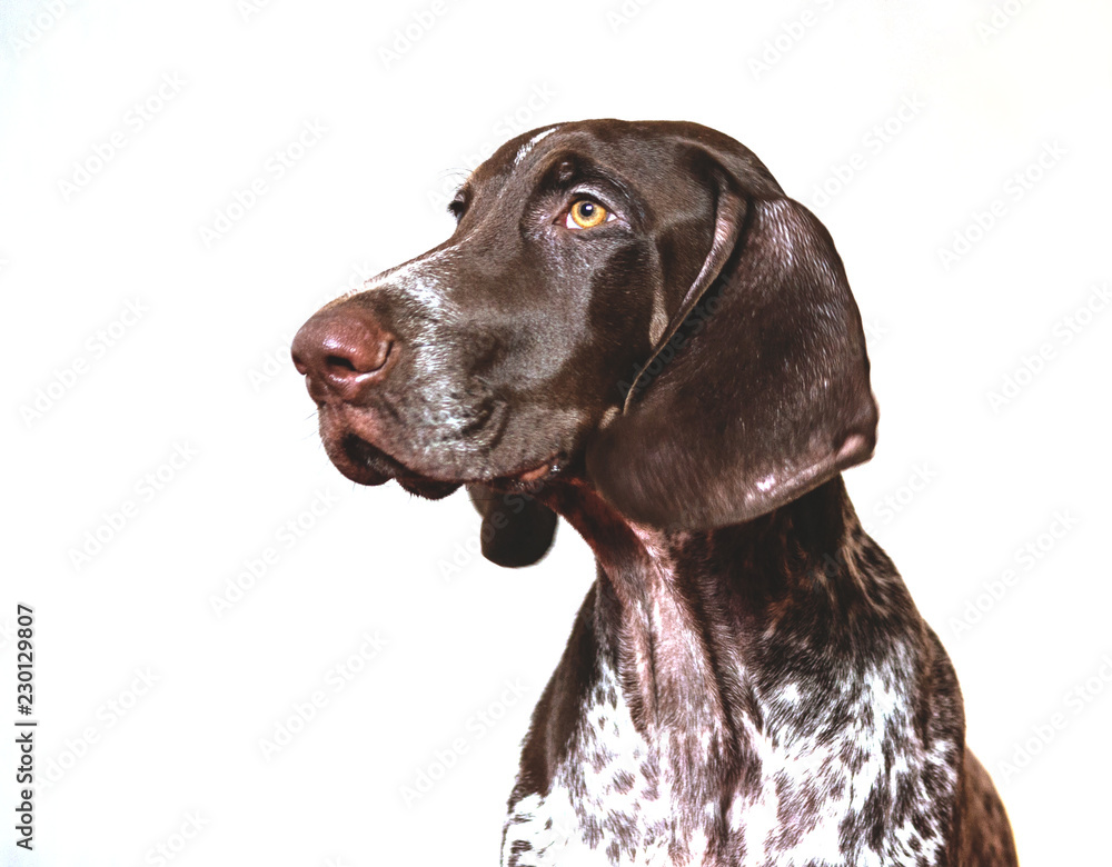 Brown Spotted German Shorthaired Pointer