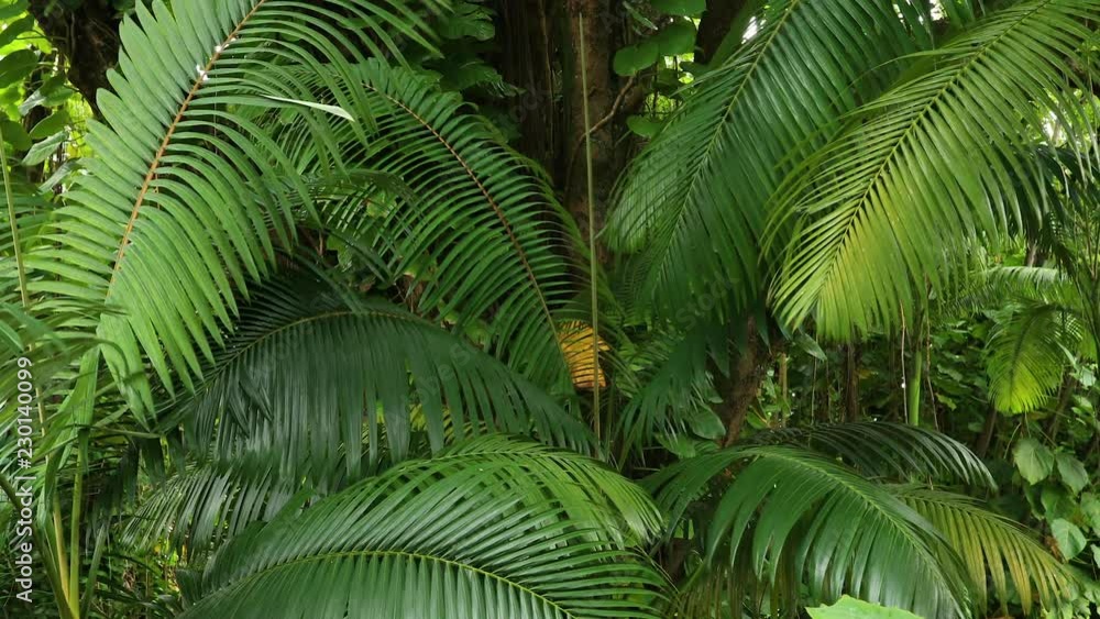 Tropical rain forest green plants Hilo Hawaii. Big Island, largest ...