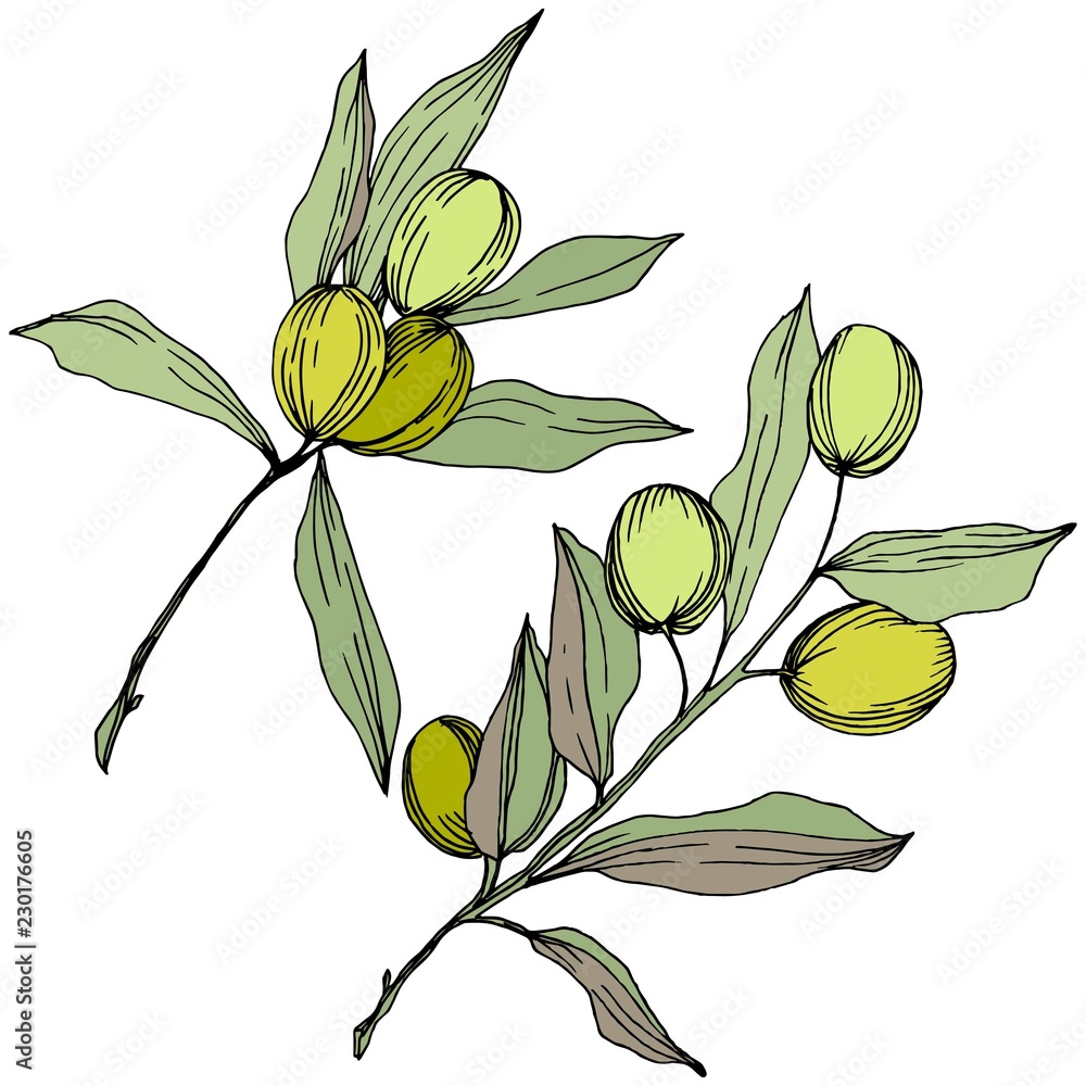 Olive tree in a vector style isolated. Green engraved ink art. Full ...