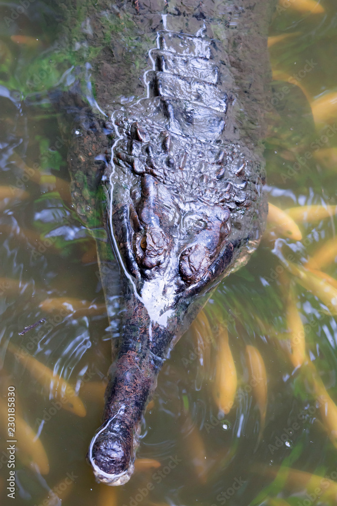 Crocodile gharial Gavialis gangeticus swimming on a swamp with fishes ...