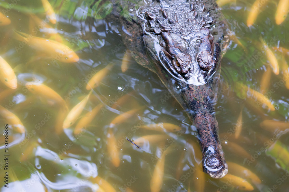 Crocodile gharial Gavialis gangeticus swimming on a swamp with fishes ...