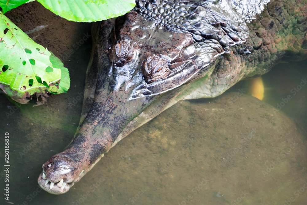 Crocodile gharial Gavialis gangeticus swimming on a swamp with fishes ...