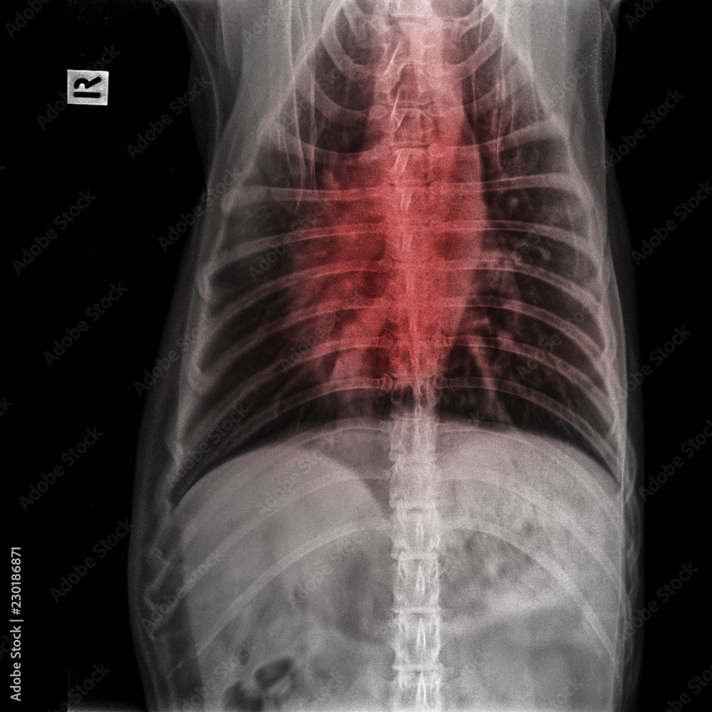 X-ray of dog anterior view closed up in thorax standard and chest with ...