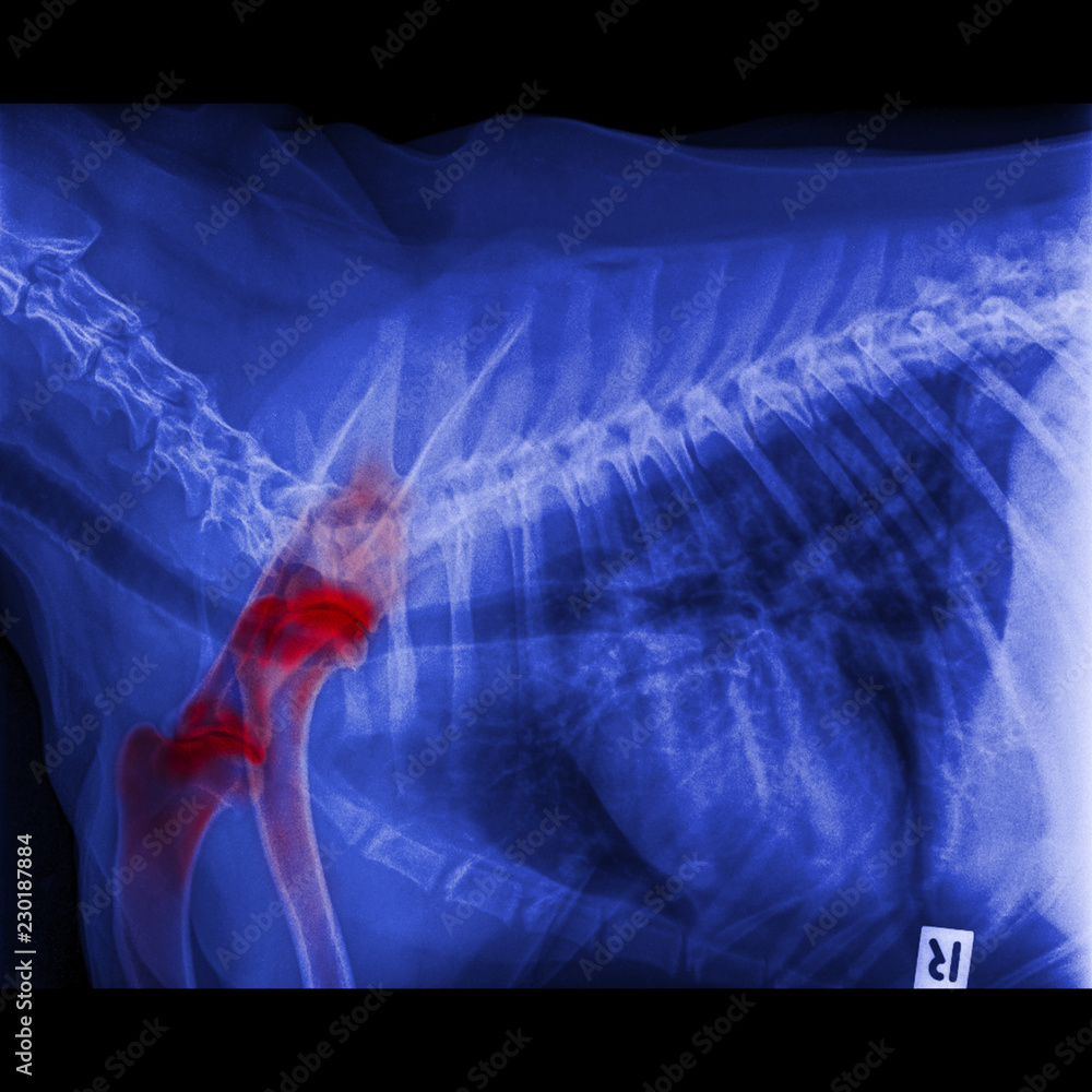 X-ray of dog lateral view closed up thorax and chest red highlight ...