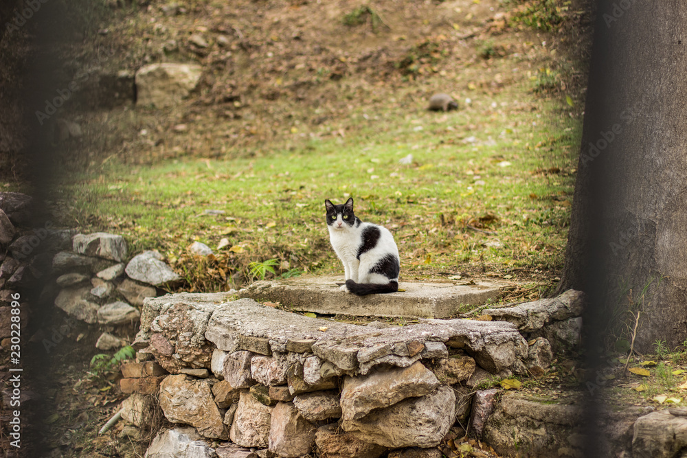 Animal Foreshortening Photography