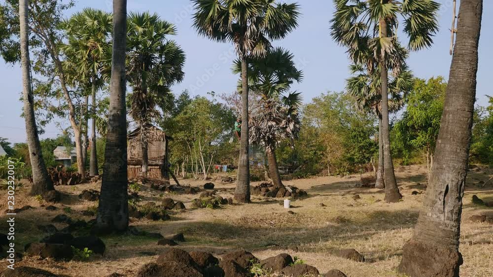 Toddy-tapper climbing at the top of a palm tree to collect palm sap 素材庫 ...