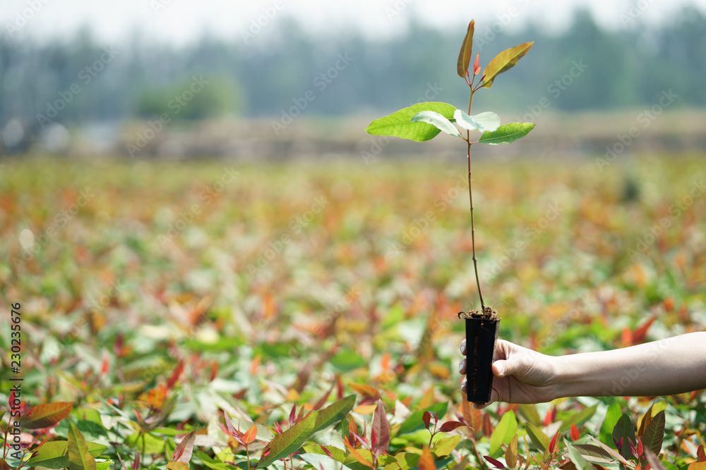 sapling eucalyptus tree in hand at plantation Stock Photo | Adobe Stock