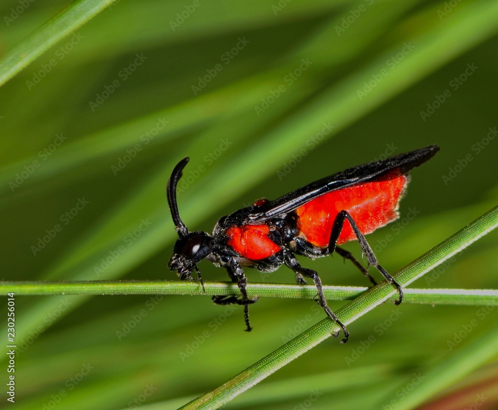 Black And Red Wasp