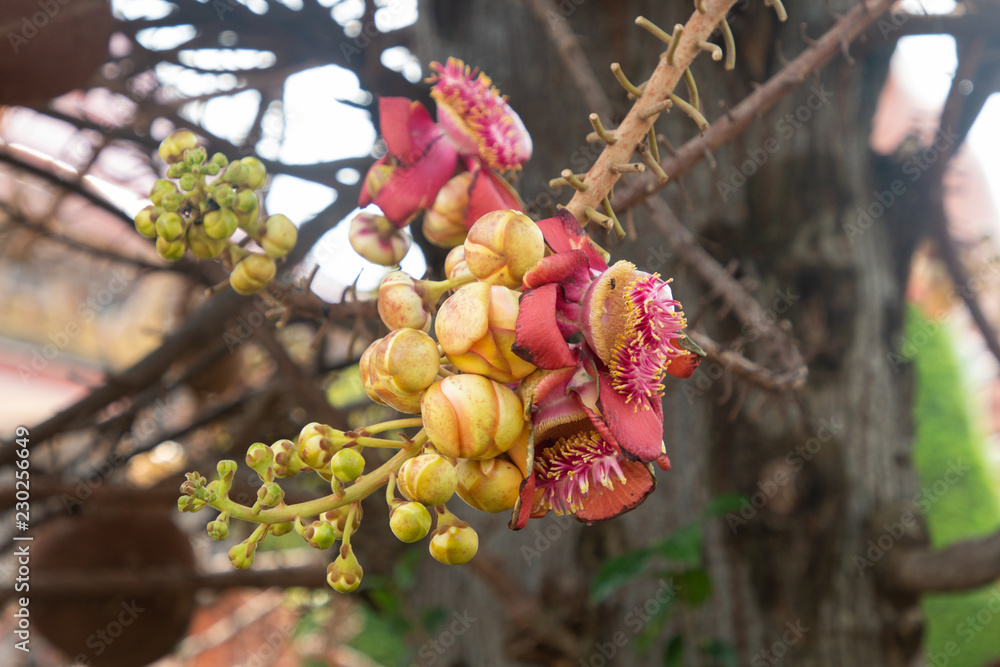 Sal or cannon bullet tree , born buddha tree in India history . Stock ...