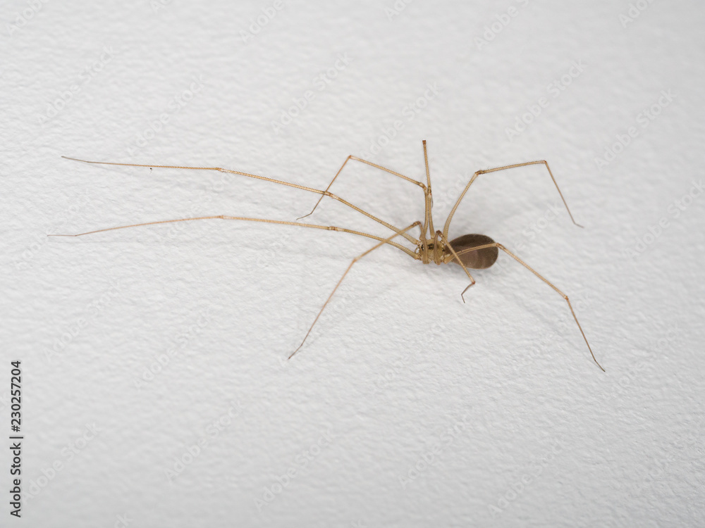 cute spider with long legs on a white background Stock Photo | Adobe Stock