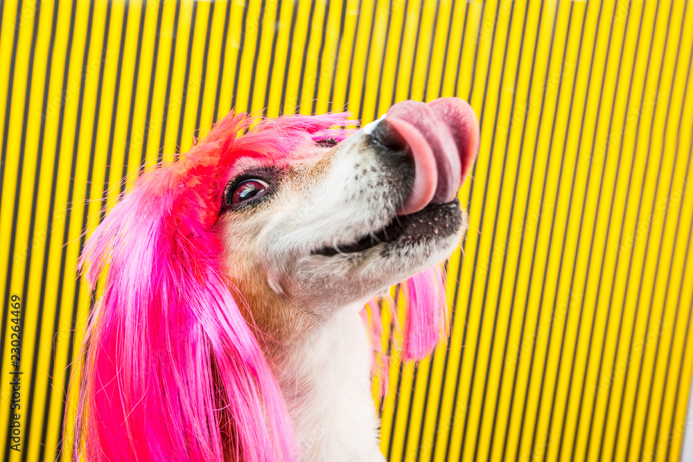 Weird smiling dog Jack Russell terrier with tongue on it's nose. Hungry ...