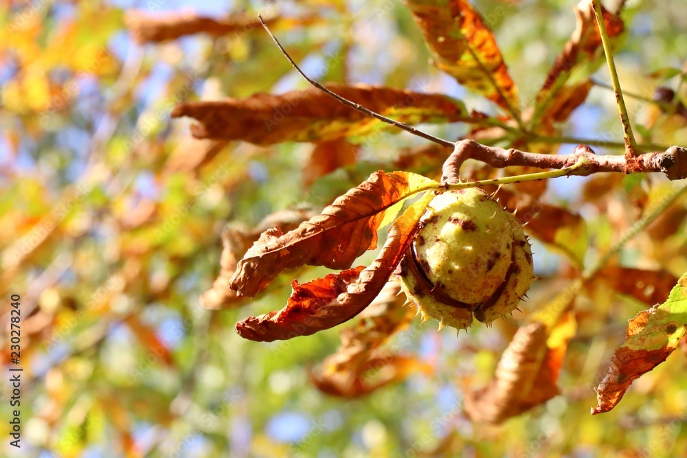 Horse chestnut nut in shell on a branch. Conkers nestling against ...