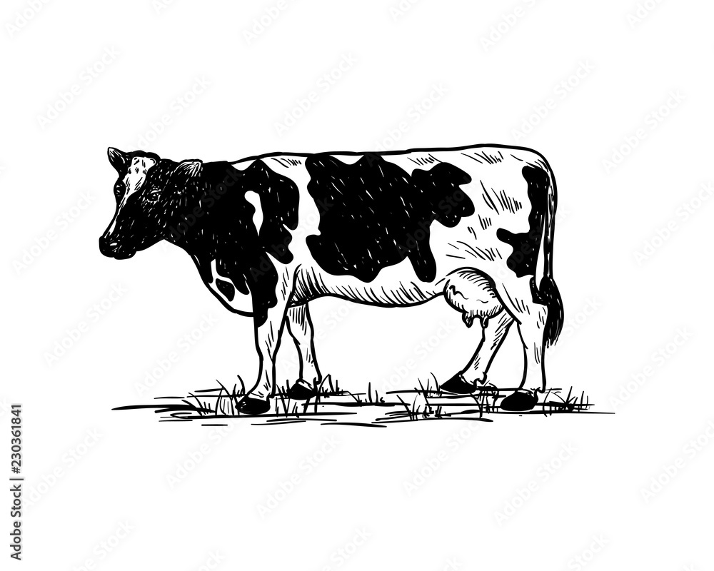 Hand Drawing Vector Livestock Cow or Cattle Farm Animal Sign Symbol ...