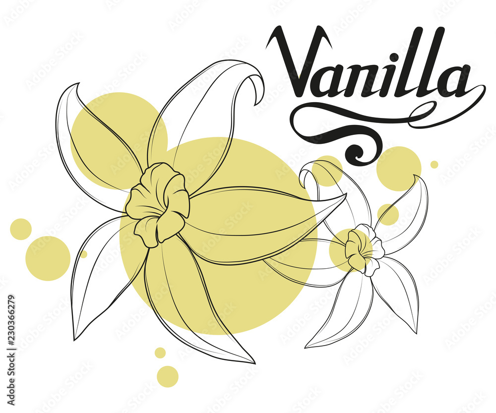 hand drawn vanilla beans, spicy ingredient, vanilla flower logo ...