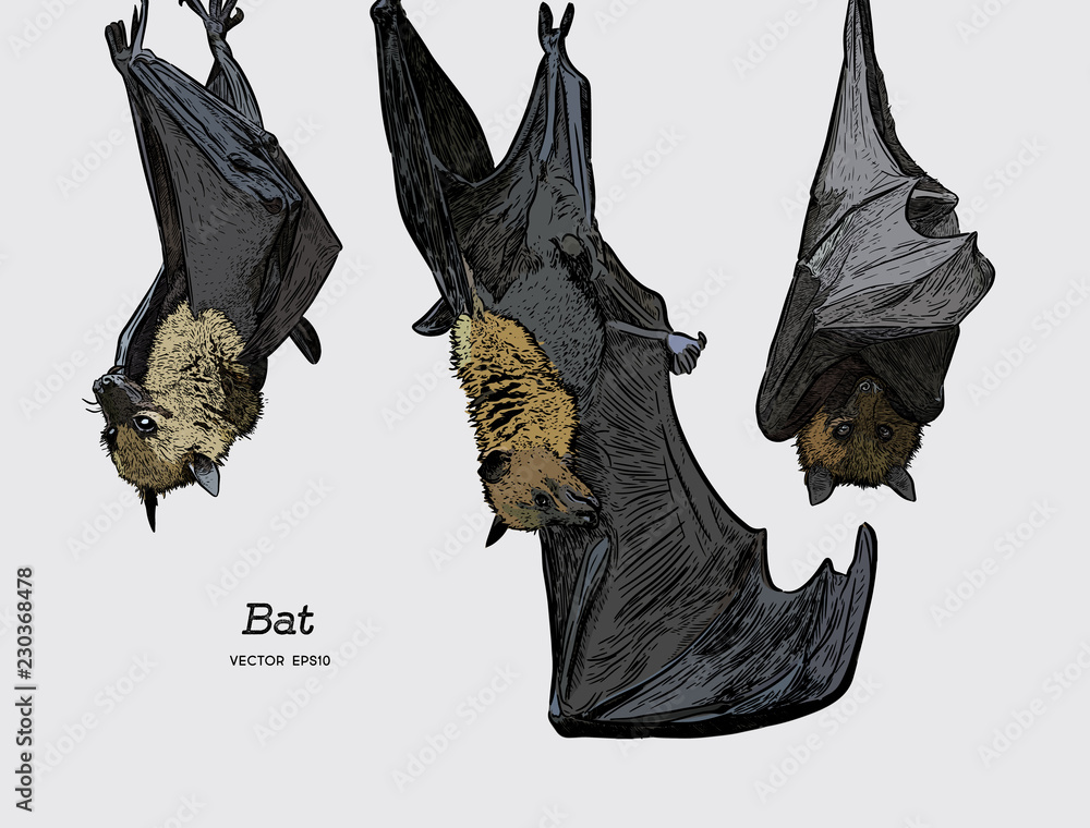 Bat illustration, drawing, engraving, ink, line art, vector Stock ...