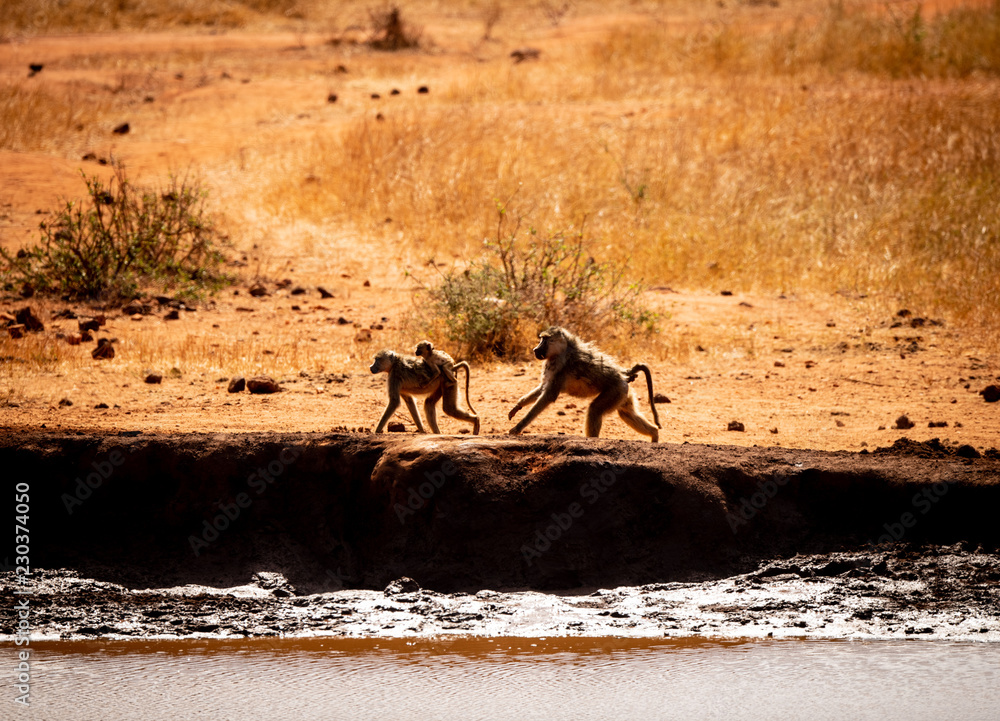 baboon family moving in hostile environment Stock Photo | Adobe Stock