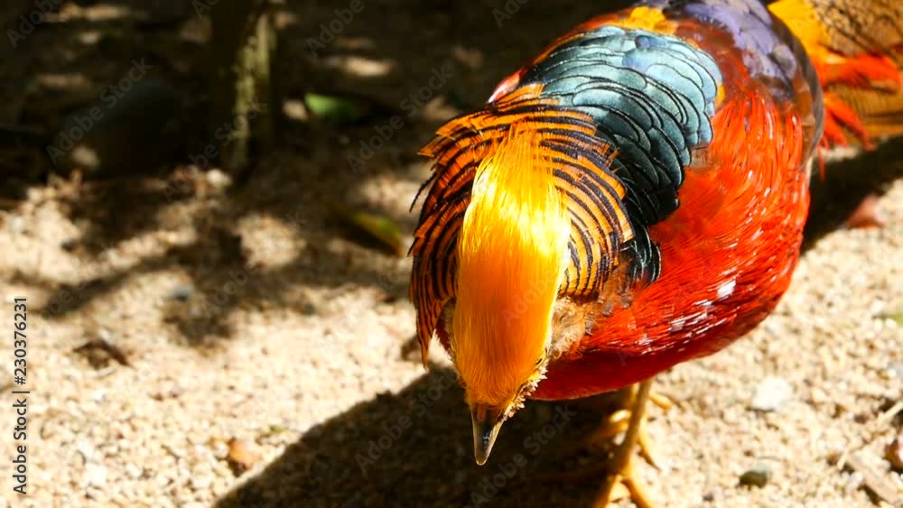 Magnificent elegant male of Chinese Red Golden pheasant, Chrysolophus ...
