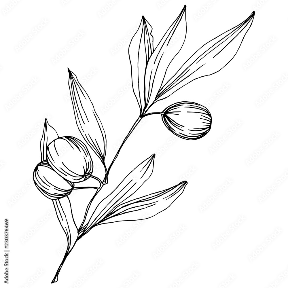 Olive tree in a vector style isolated. Black and white engraved ink art ...