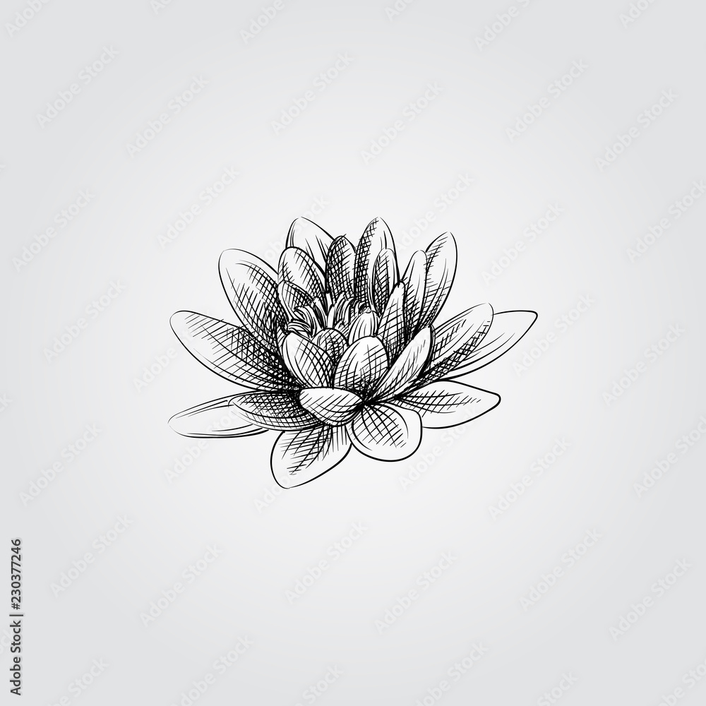 Hand Drawn Lotus flower Sketch Symbol isolated on white background ...