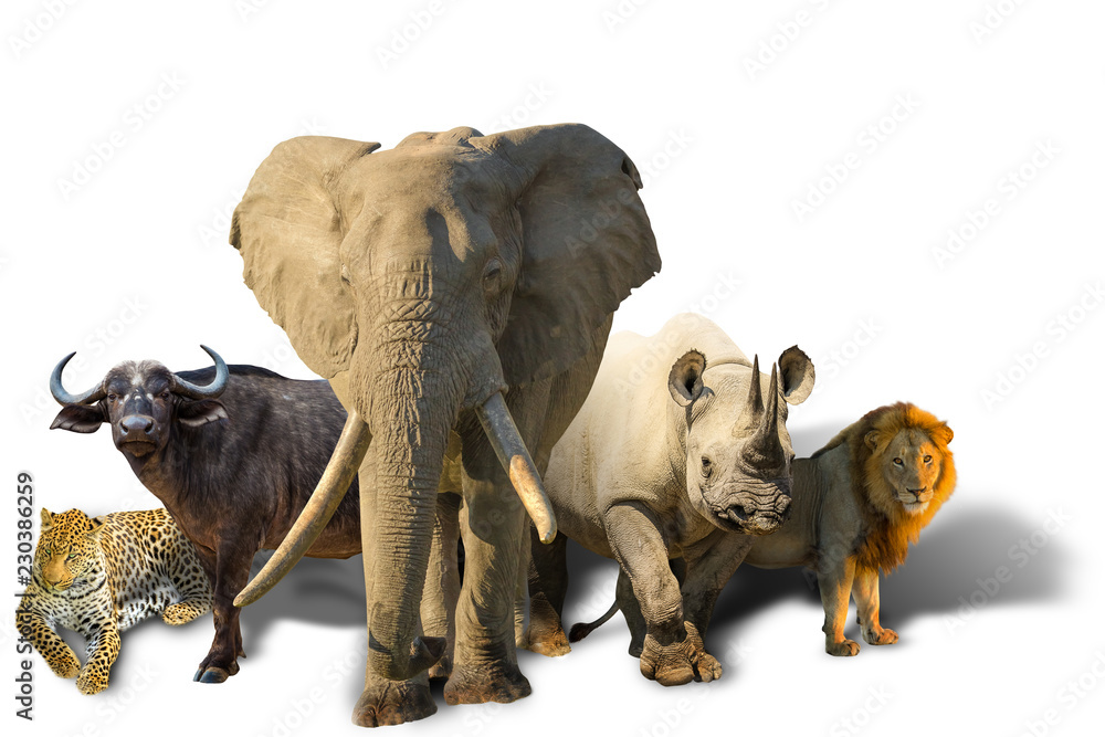 African safari with Big Five isolated on white background: Leopard, Buffalo, Elephant, Black ...