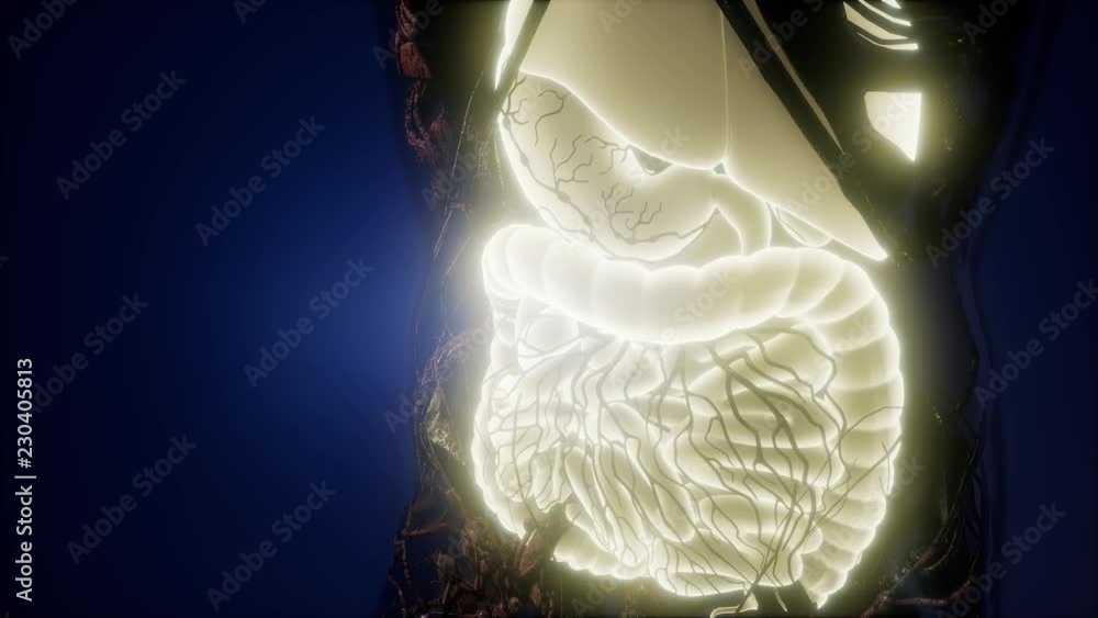 science anatomy scan of human body with visible digestive system Stock ...