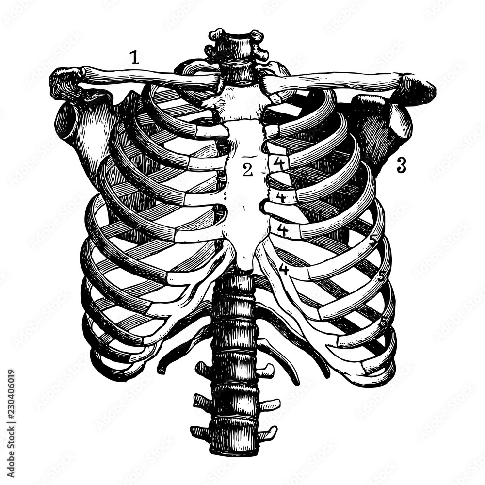 Human Skeleton Chest Ribcage Anatomy Black and White Illustration Stock ...