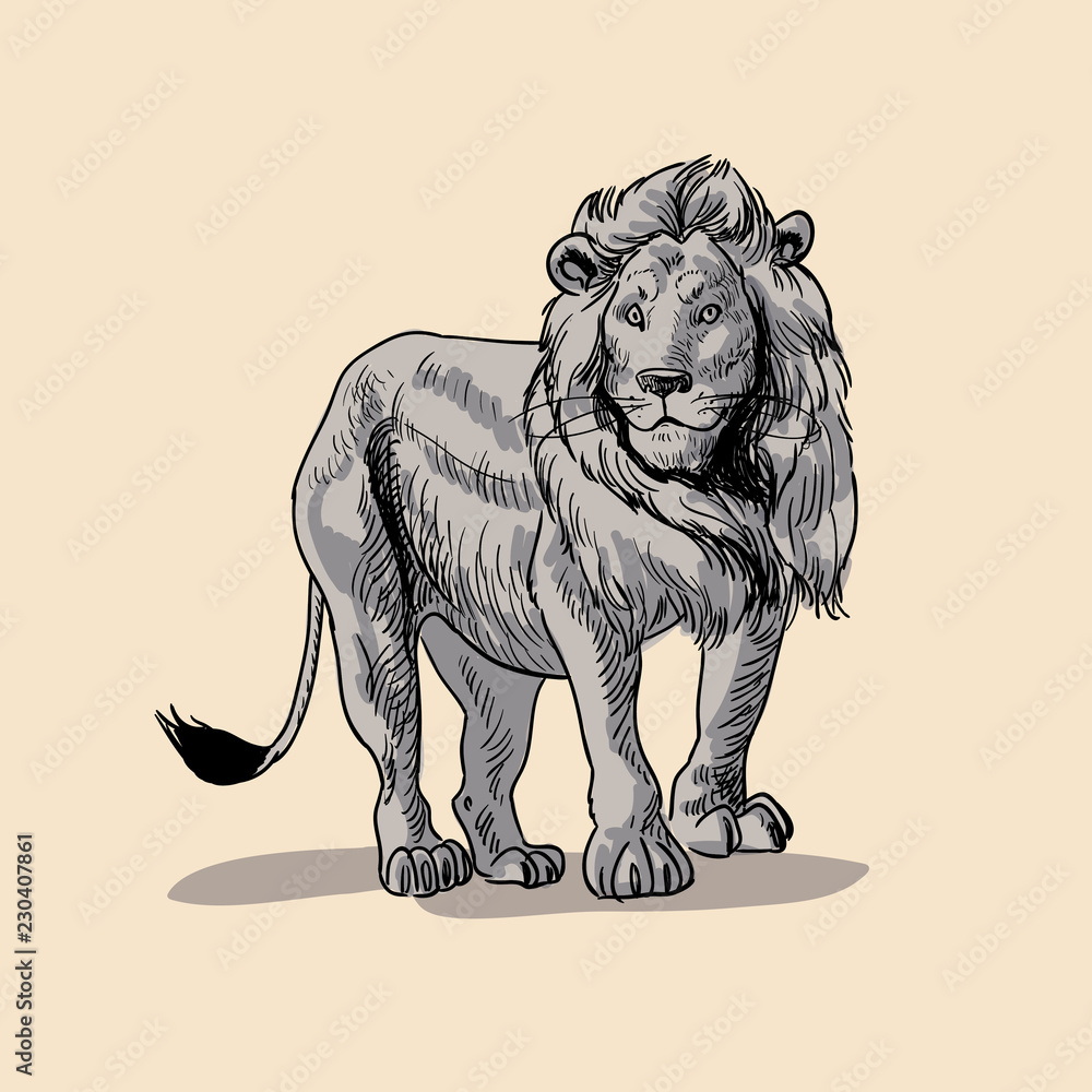 Male Lion Side View Drawing