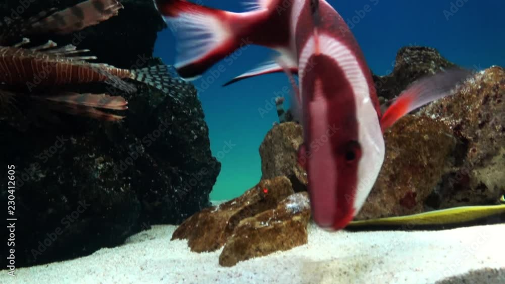 Emperor red snapper, Lutjanus sebae, 4K, raw vídeo do Stock | Adobe Stock