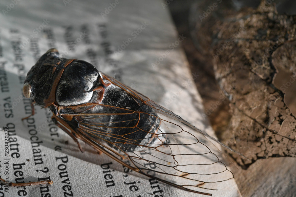 Cigale Provençale Stock Photo | Adobe Stock