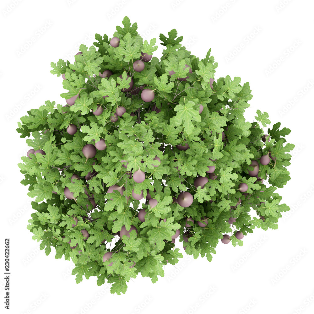 common fig tree with figs isolated on white background. top view Stock ...