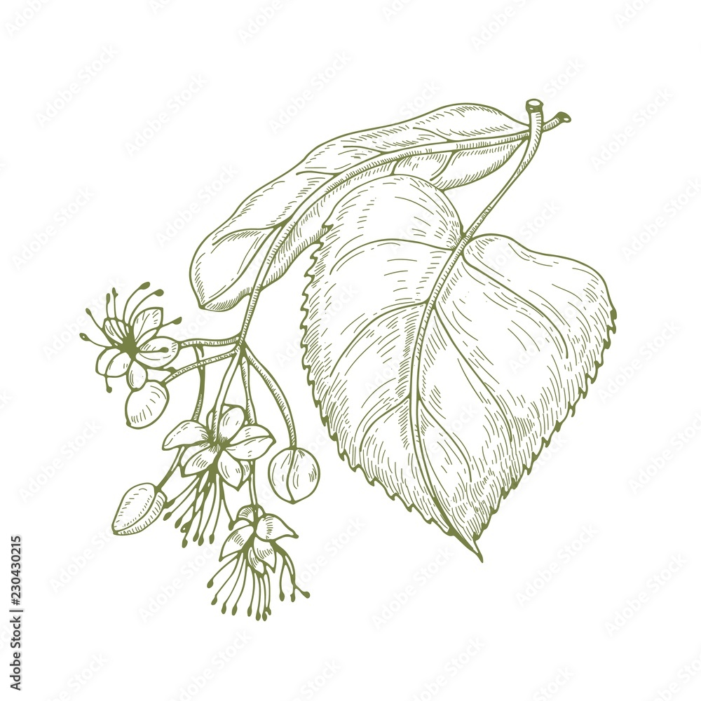 Monochrome drawing of linden leaves and beautiful blooming flowers or ...