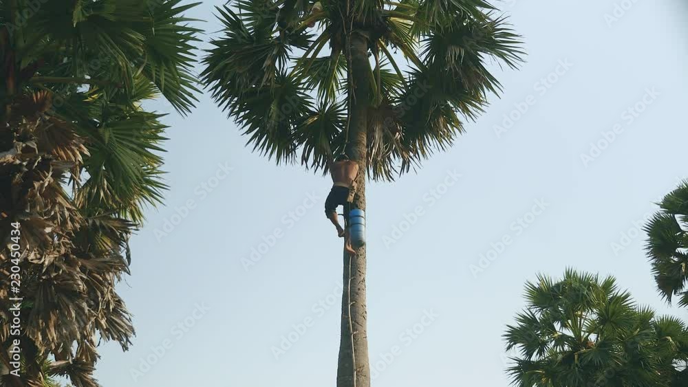 Toddy tapper climbing down a palm tree after harvested palm sap. Man ...