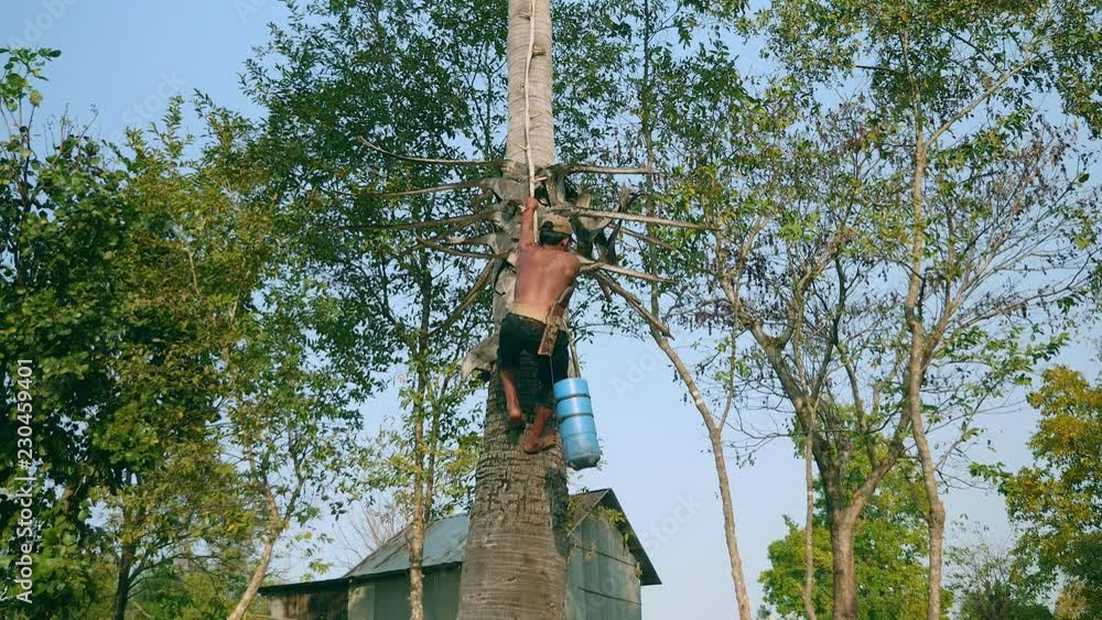 Toddy tapper climbing down a palm tree after harvested palm sap. Man ...