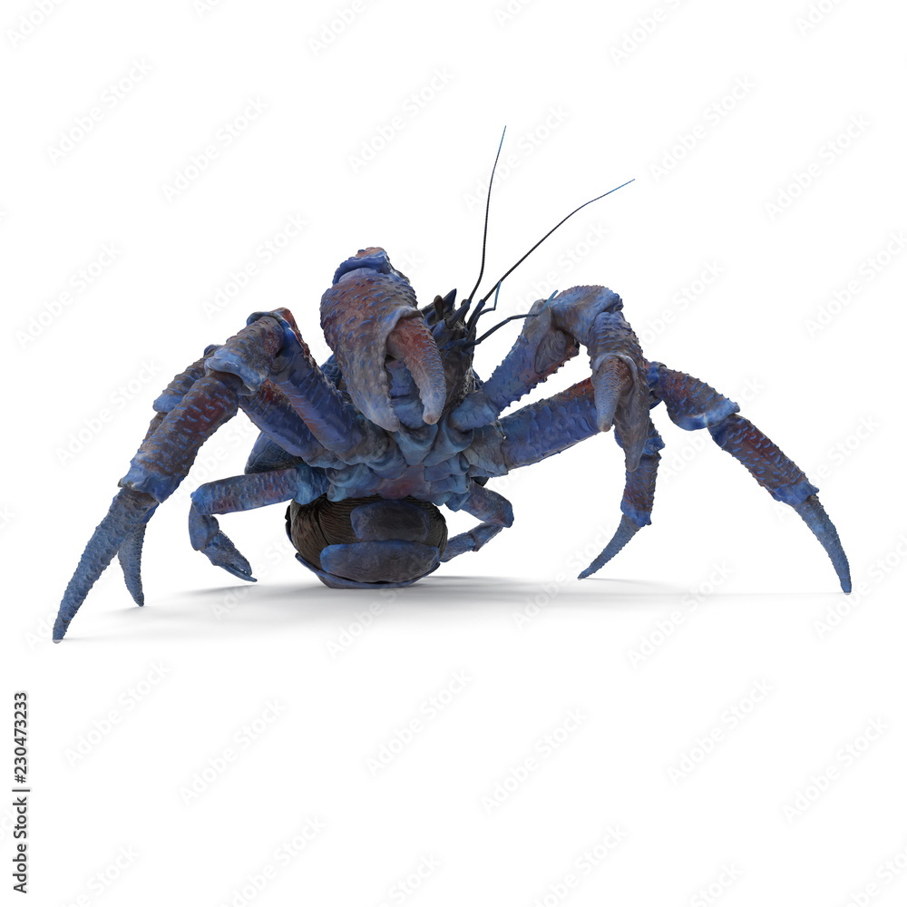 Coconut Crab Isolated On White Background. 3D Illustration Stock ...