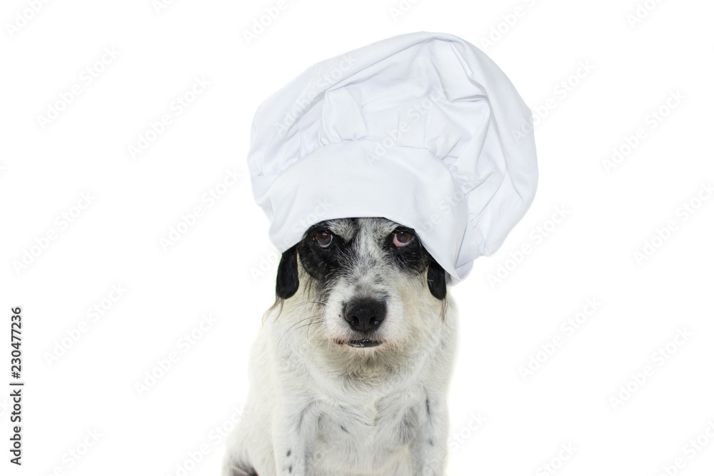 FUNNY DOG MAKING A FACE WITH CHEF HAT COOKING FOOD. ISOLATED ON WHITE ...