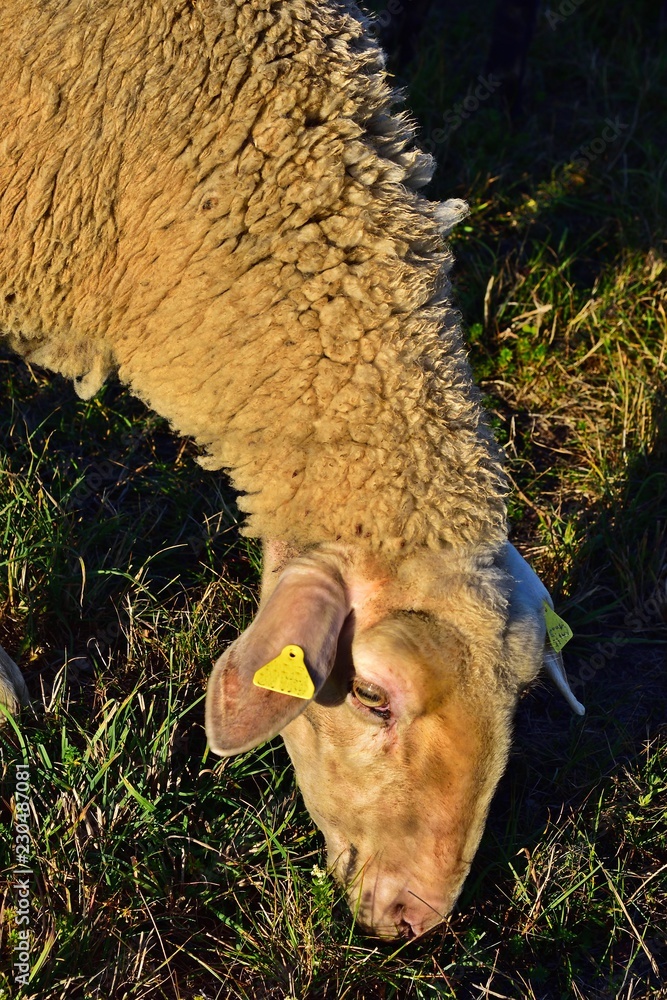 schaf, portrait, kopf, tier, säugetier, nutztier, wolle, fell, weiß ...