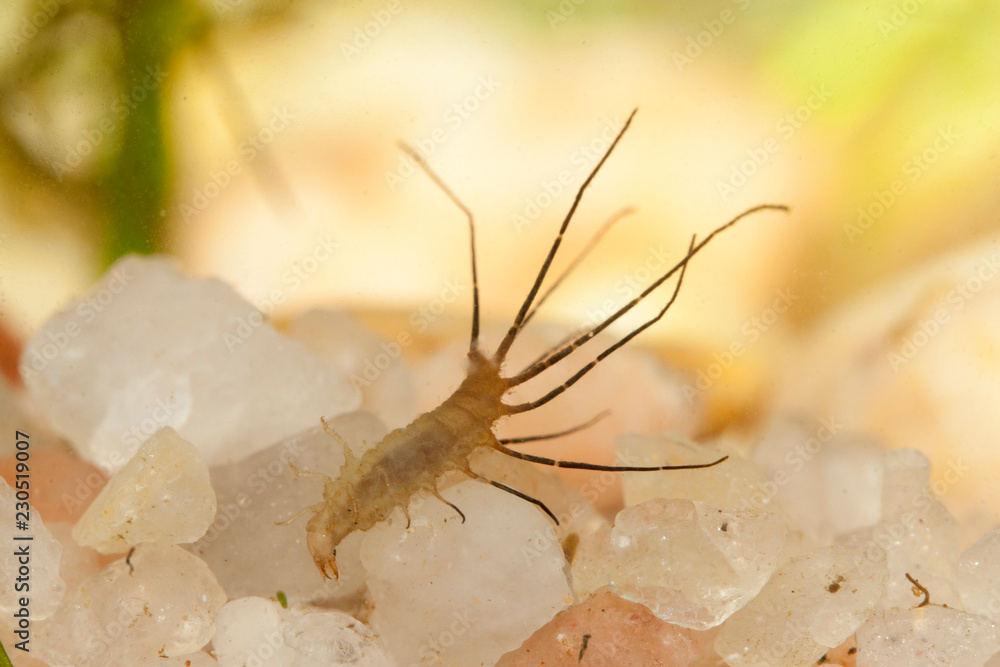 larve de berosus mare temporaire Stock Photo | Adobe Stock