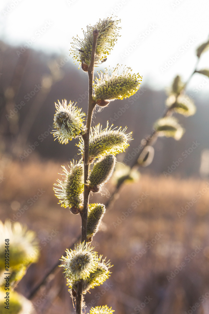Inflorescence Catkin