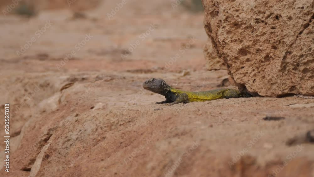 Vidéo Stock Moroccan Spiny-tailed lizard laying in the sun around Meski ...