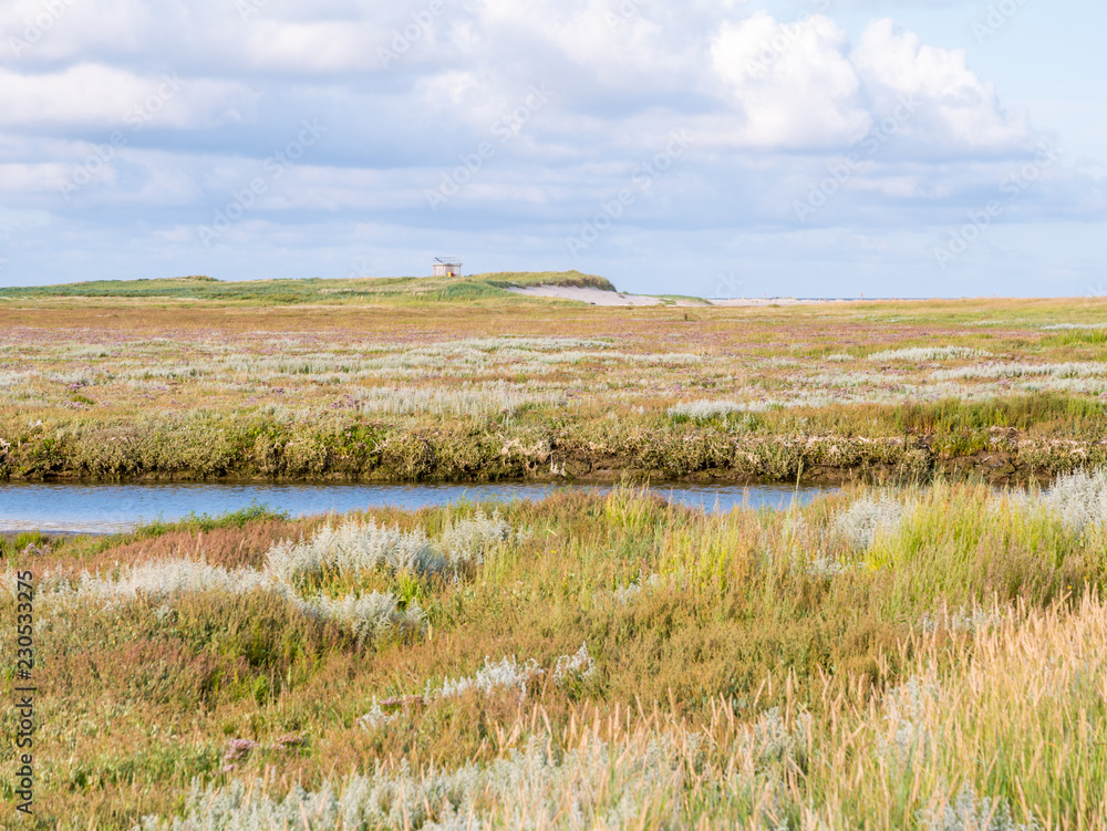 Salt marshes with stream and sea lavender in nature reserve Boschplaat ...