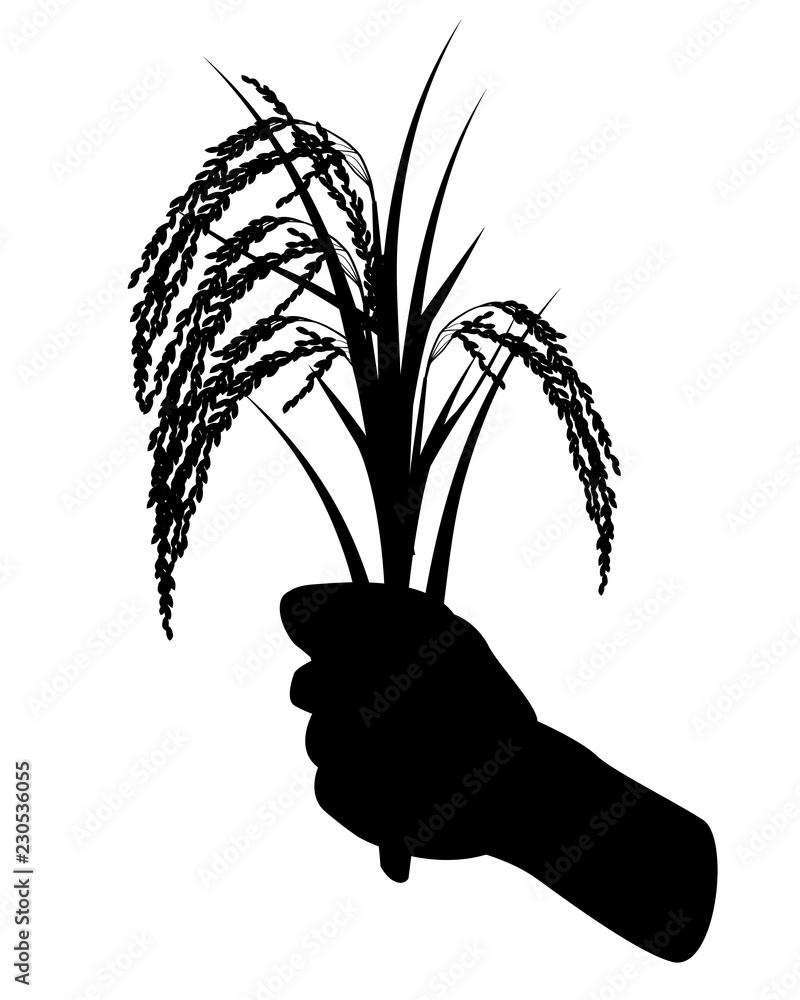 silhouette rice plant vector design Stock Vector | Adobe Stock