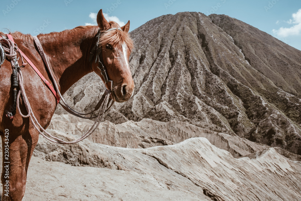 horse on Mount Bromo volcano (Gunung Bromo) at Bromo Tengger Semeru ...